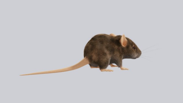 Mouse 3D Model in Rodent 3DExport