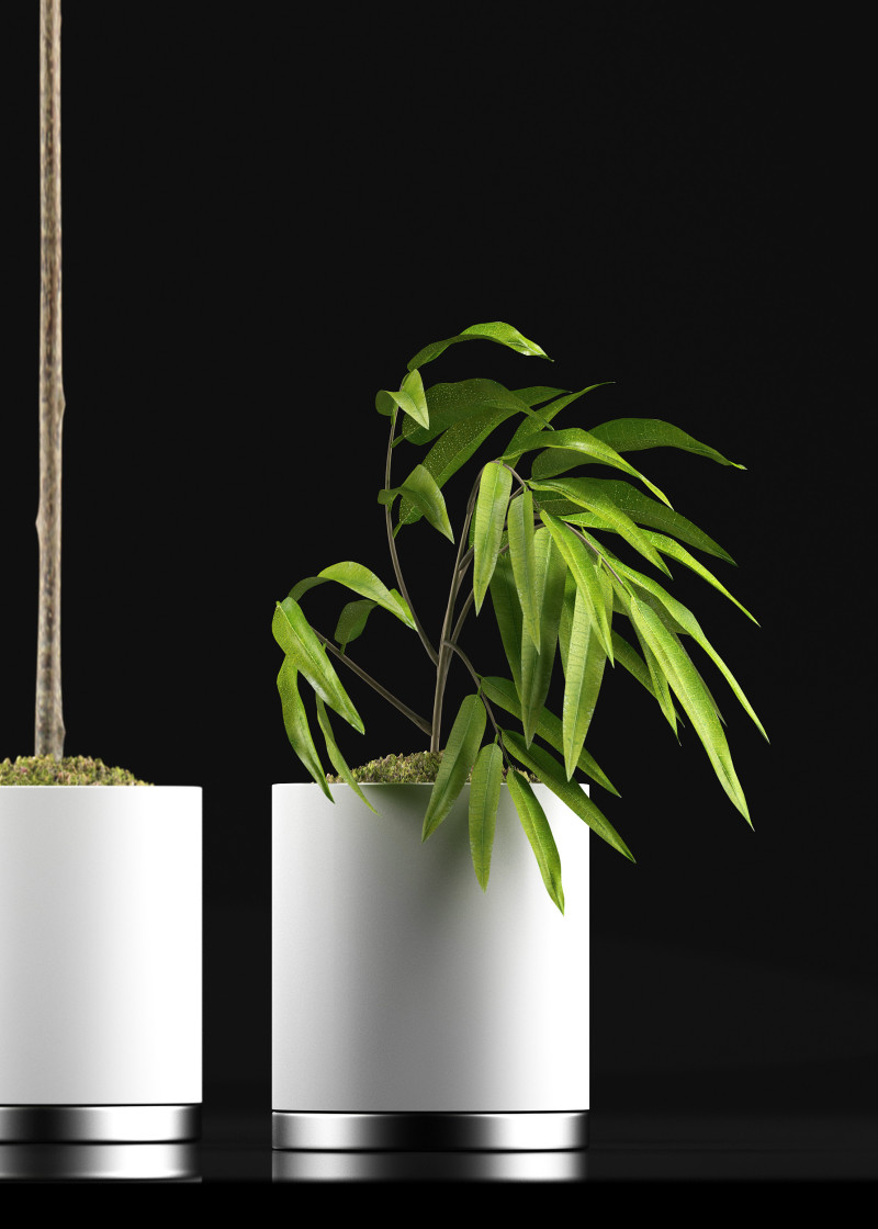 PLANTS 64 FICUS ALII 3D Model in Small Plants 3DExport