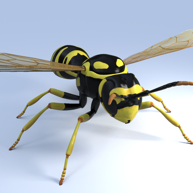 wasp 3D Model in Insects 3DExport