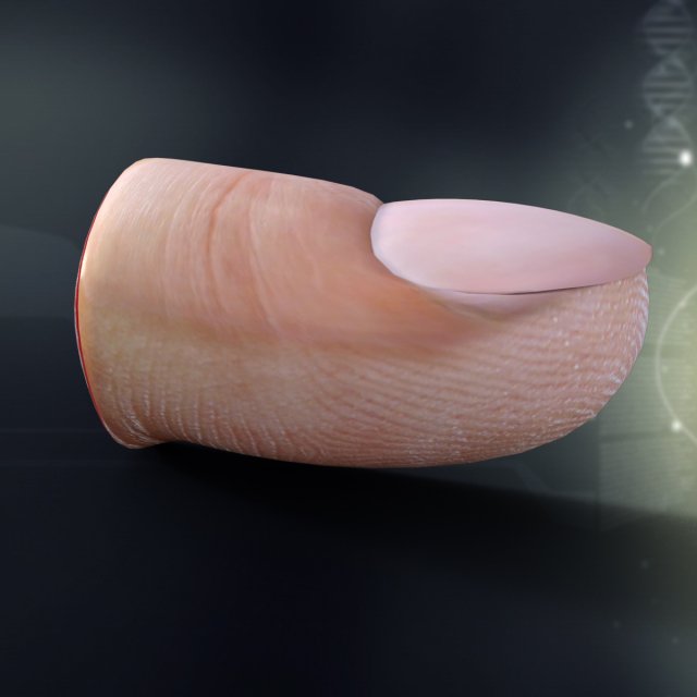 human finger anatomy 3D Model in Anatomy 3DExport