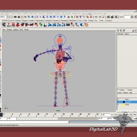 rigged - human male anatomy 3D Model in Anatomy 3DExport