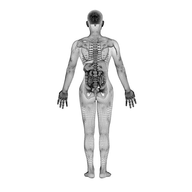 rigged - human male anatomy 3D Model in Anatomy 3DExport