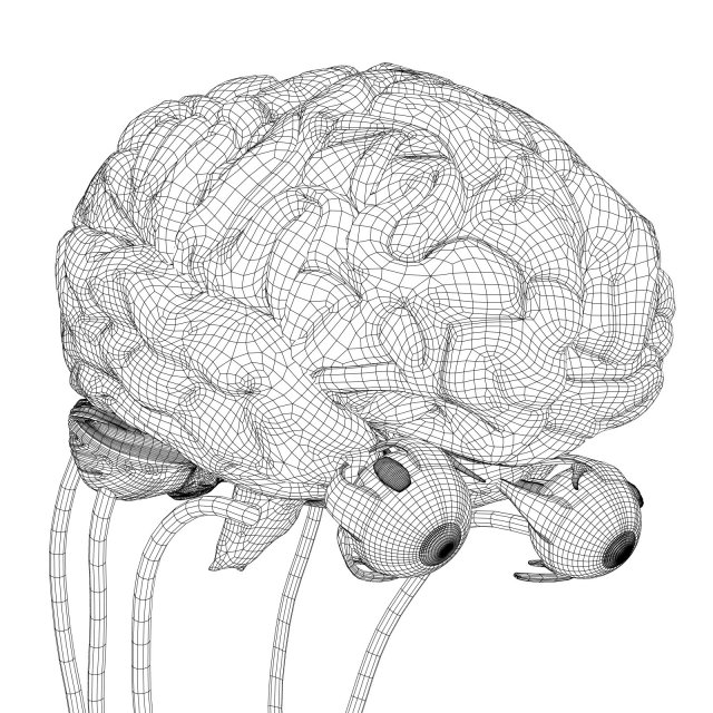 rigged - human male anatomy 3D Model in Anatomy 3DExport