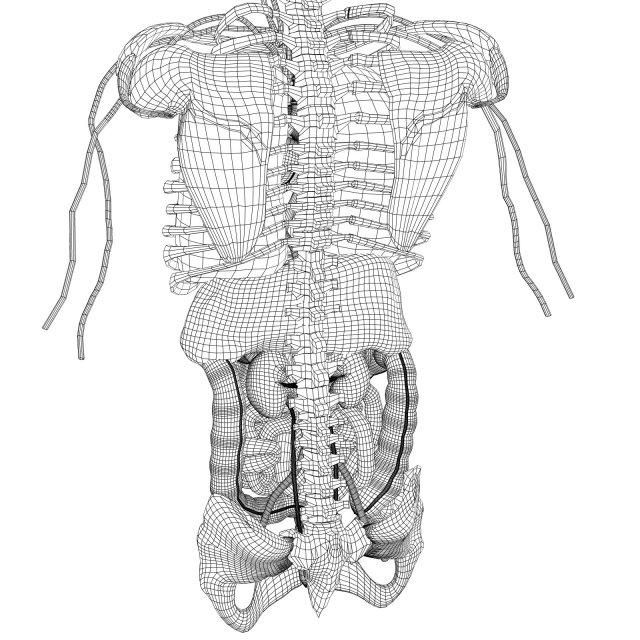 rigged - human male anatomy 3D Model in Anatomy 3DExport