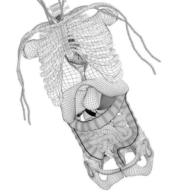 rigged - human male anatomy 3D Model in Anatomy 3DExport