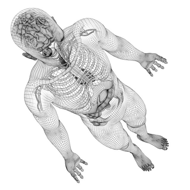 rigged - human male anatomy 3D Model in Anatomy 3DExport