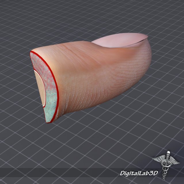 finger anatomy 3D Model in Anatomy 3DExport