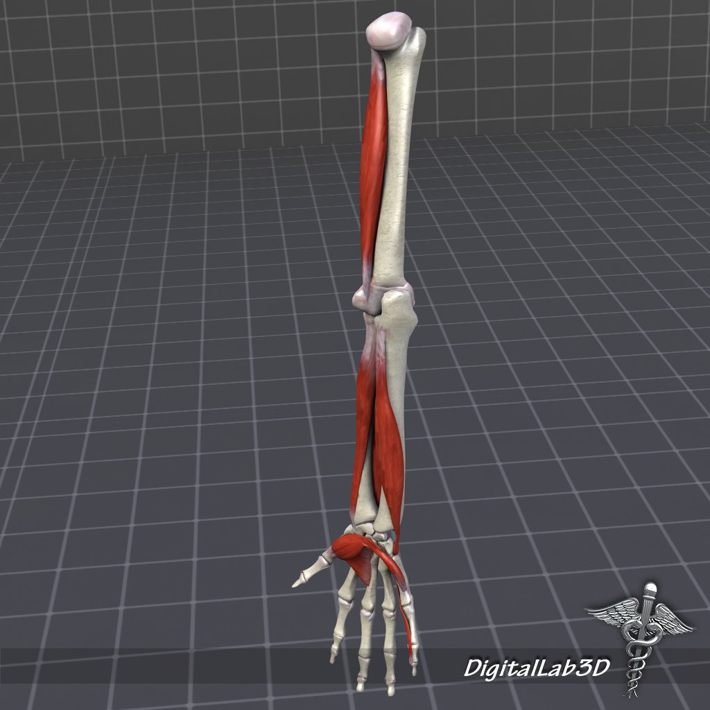 Human Arm Bone and Muscle Structure 3D Model in Anatomy 3DExport