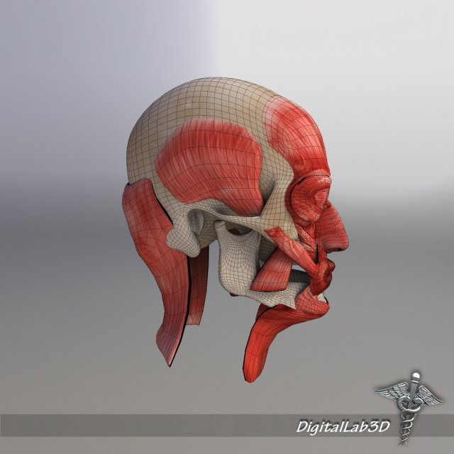 facial muscle structure 3D Model in Anatomy 3DExport