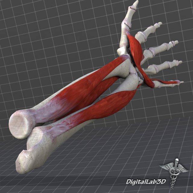 human forearm bone and muscle structure 3D Model in Anatomy 3DExport