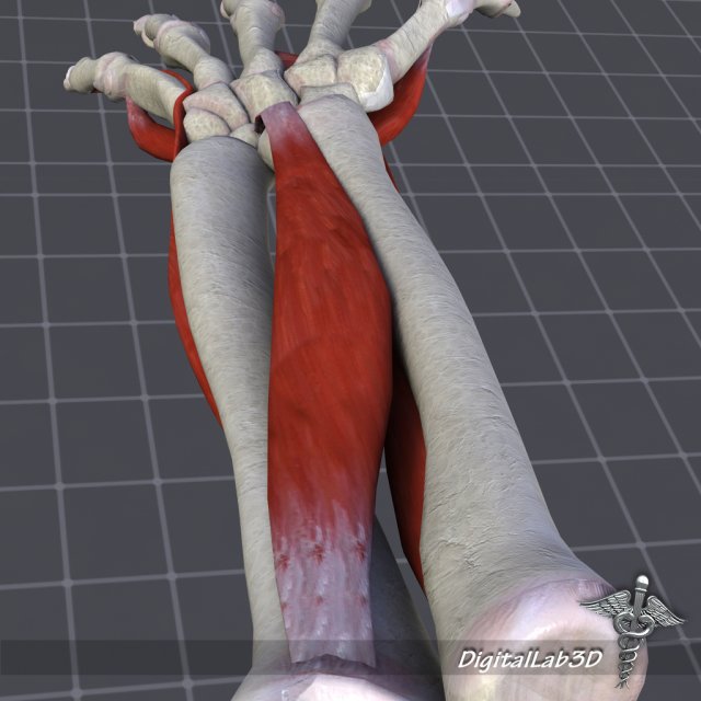 human forearm bone and muscle structure 3D Model in Anatomy 3DExport