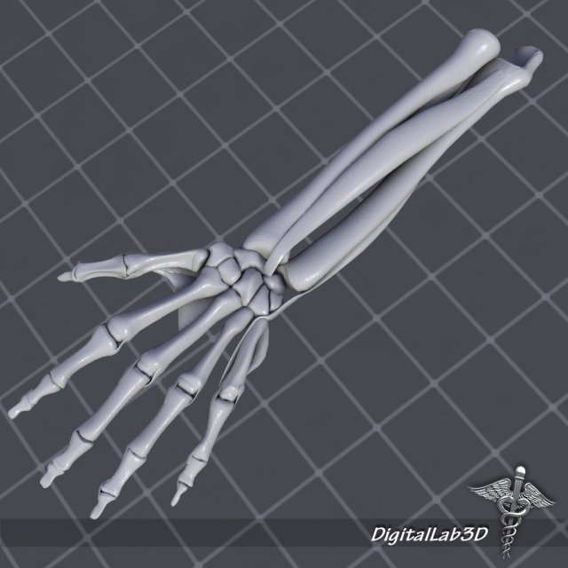 human forearm bone and muscle structure 3D Model in Anatomy 3DExport