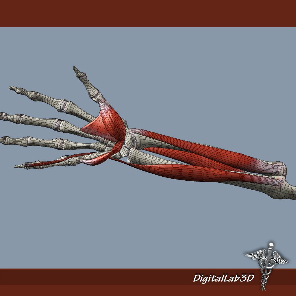 Human Forearm Bone and Muscle Structure 3D Model in Anatomy 3DExport