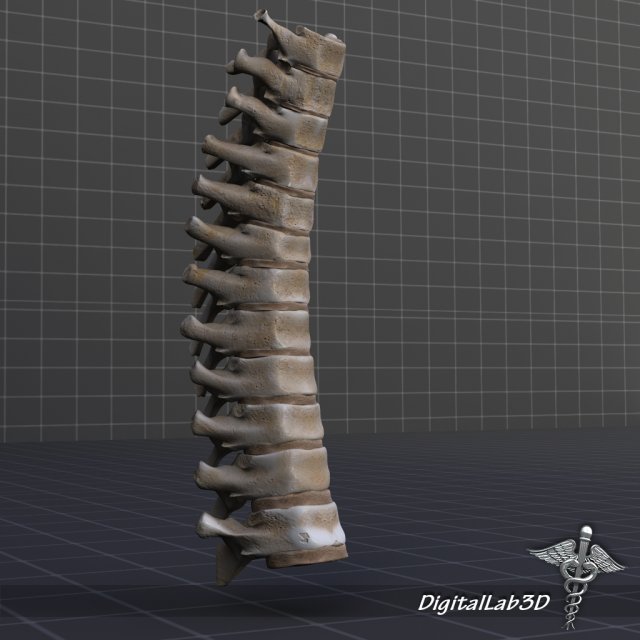 human thoracic vertebrae 3D Model in Anatomy 3DExport