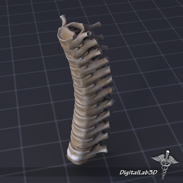 human thoracic vertebrae 3D Model in Anatomy 3DExport