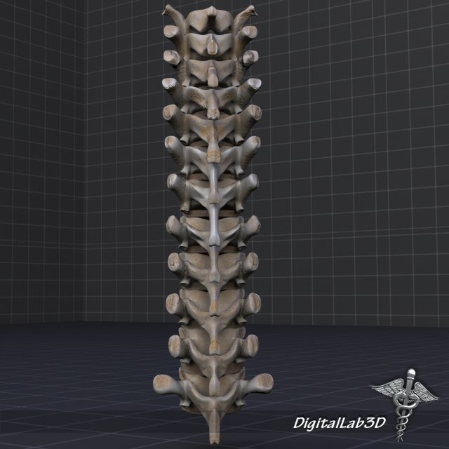 human thoracic vertebrae 3D Model in Anatomy 3DExport