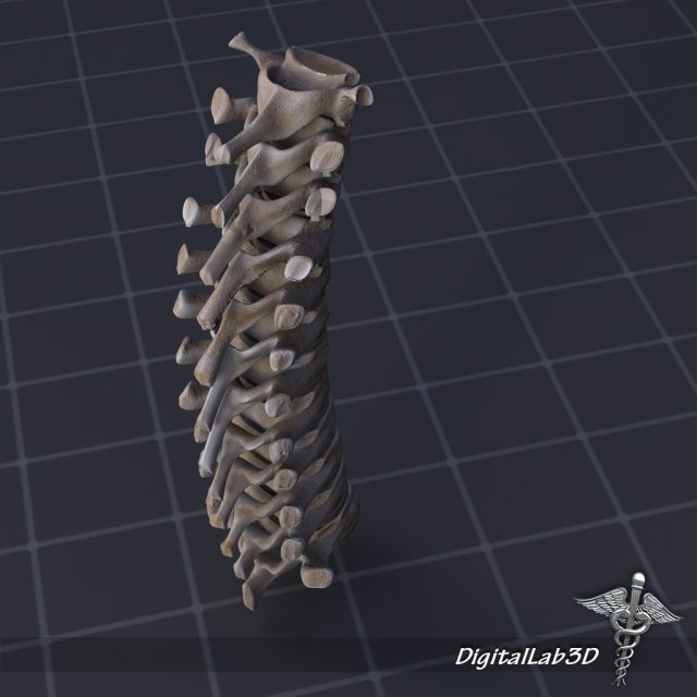 human thoracic vertebrae 3D Model in Anatomy 3DExport