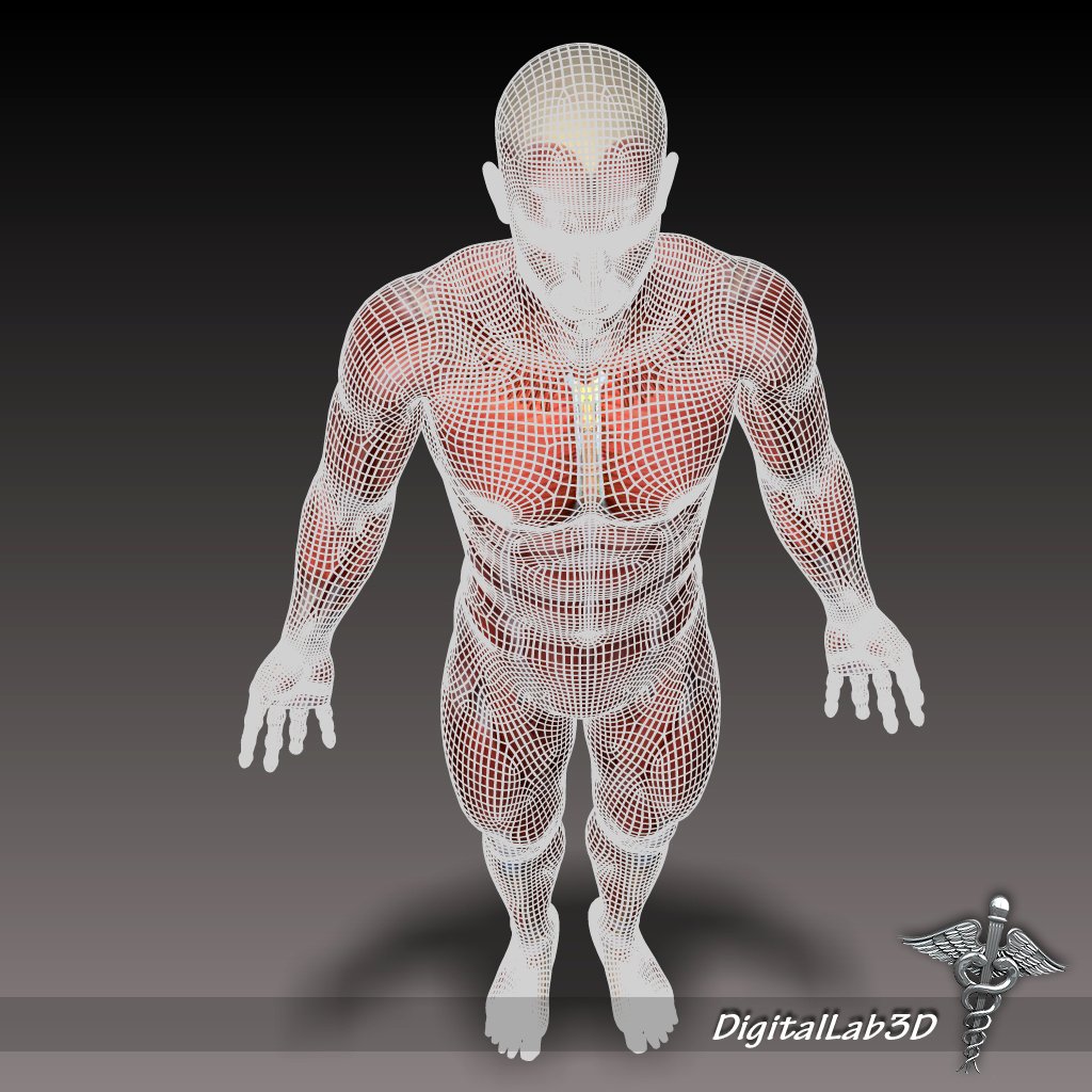 Human Male Muscular System 3D Model in Anatomy 3DExport