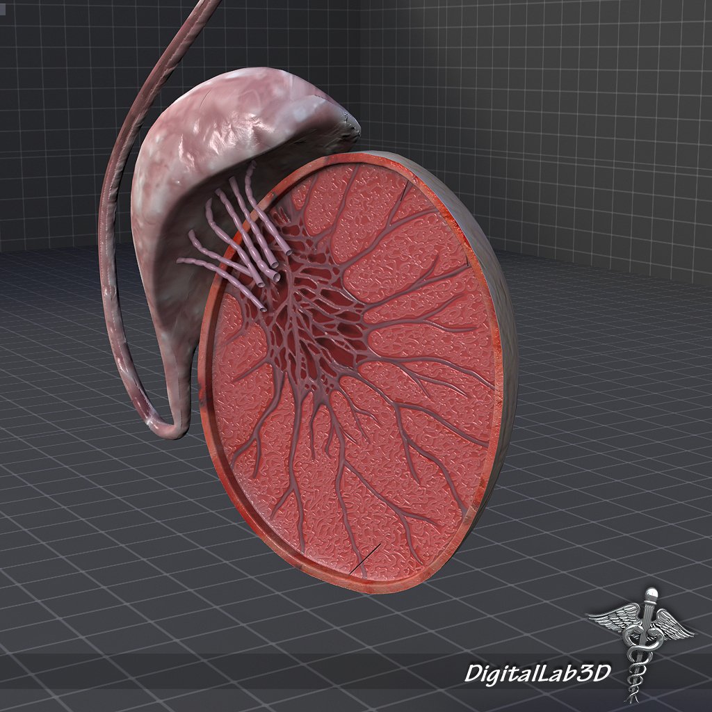 Male Testis 3D Model in Anatomy 3DExport