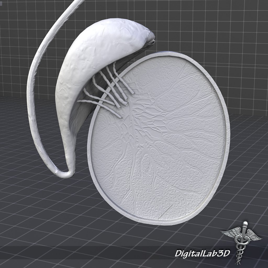 Male Testis 3D Model in Anatomy 3DExport