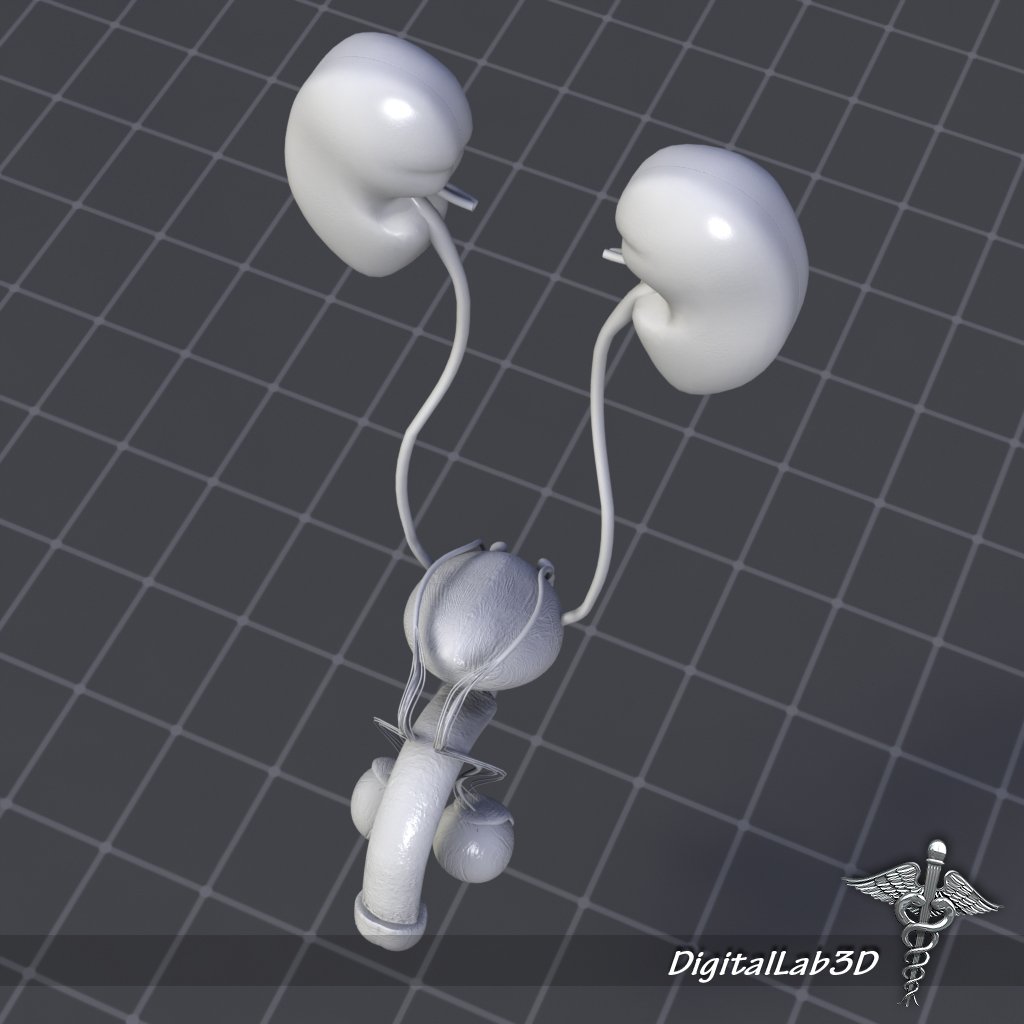 URO Urinary System 3D Model in Anatomy 3DExport