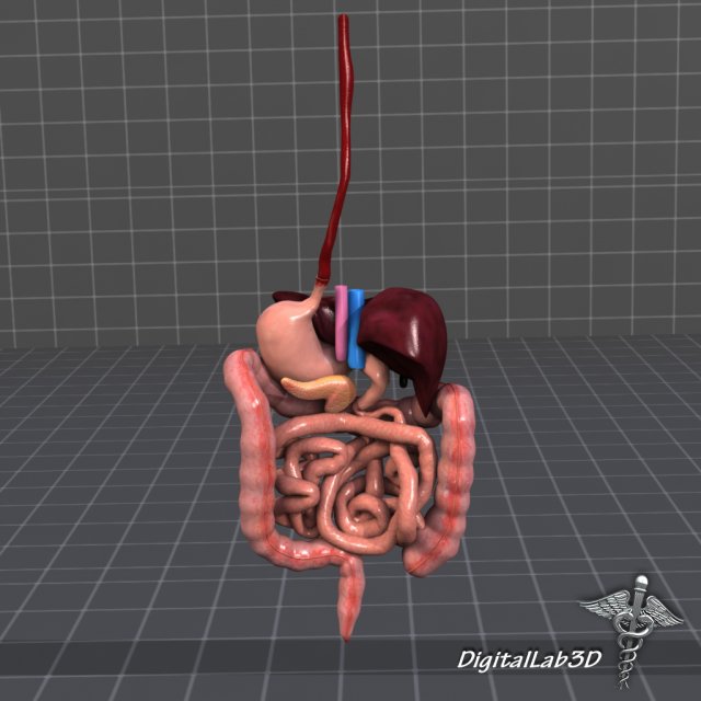 human digestive system 3D Model in Anatomy 3DExport