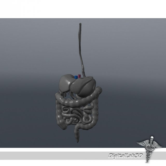 human digestive system 3D Model in Anatomy 3DExport