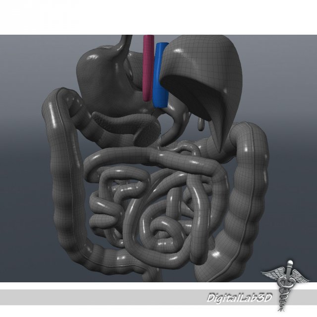 human digestive system 3D Model in Anatomy 3DExport