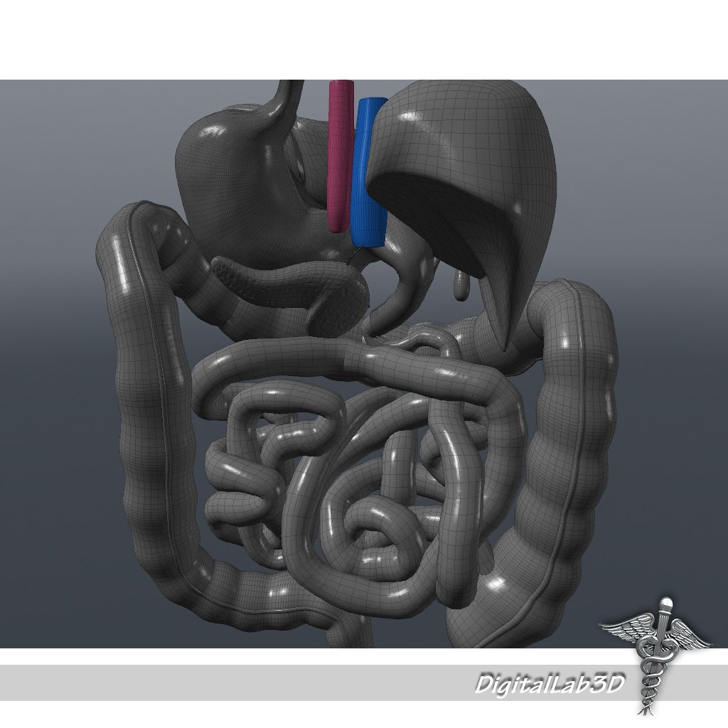 Human Digestive System 3D Model in Anatomy 3DExport