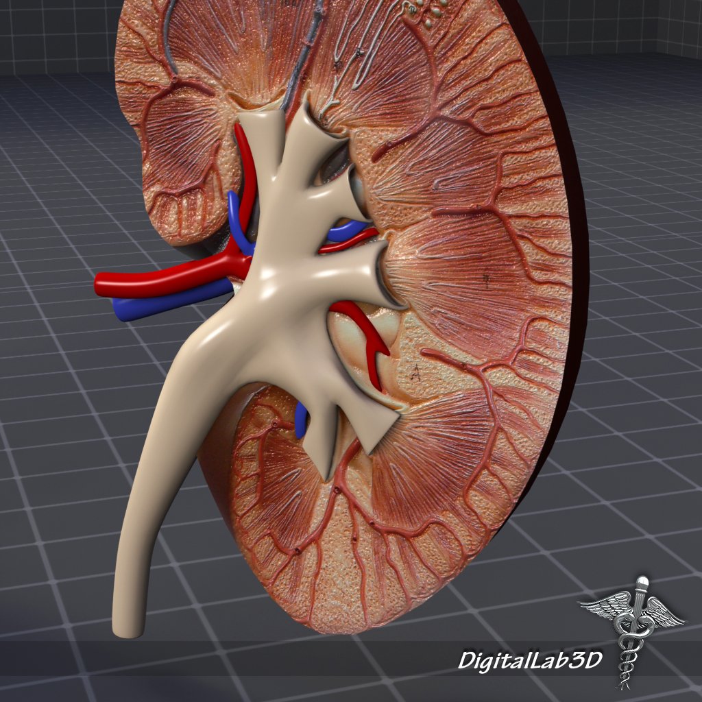 Nephron 3d Model