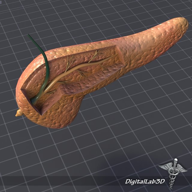 pancreas anatomy 3D Model in Anatomy 3DExport