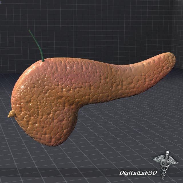 pancreas anatomy 3D Model in Anatomy 3DExport