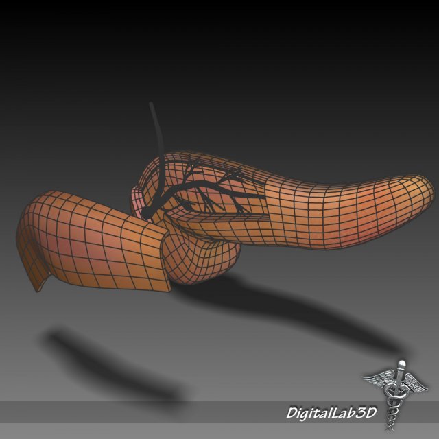 pancreas anatomy 3D Model in Anatomy 3DExport