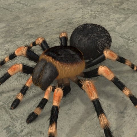 animated tarantula 3D Model in Spider 3DExport