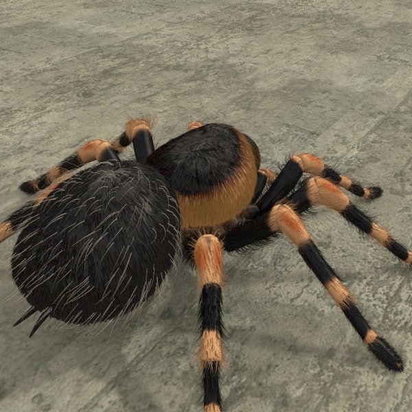 ANIMATED Tarantula 3D Model in Spider 3DExport