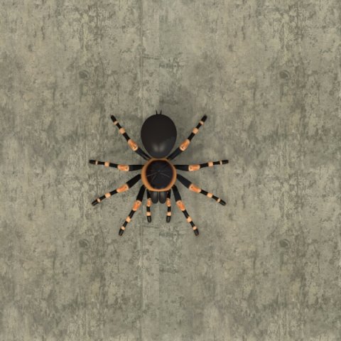 animated tarantula 3D Model in Spider 3DExport