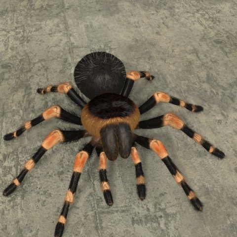 animated tarantula 3D Model in Spider 3DExport