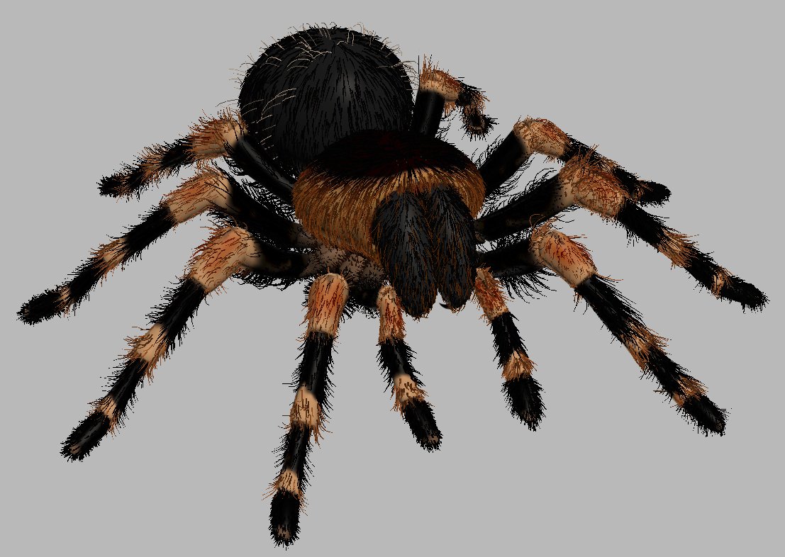 ANIMATED Tarantula 3D Model in Spider 3DExport