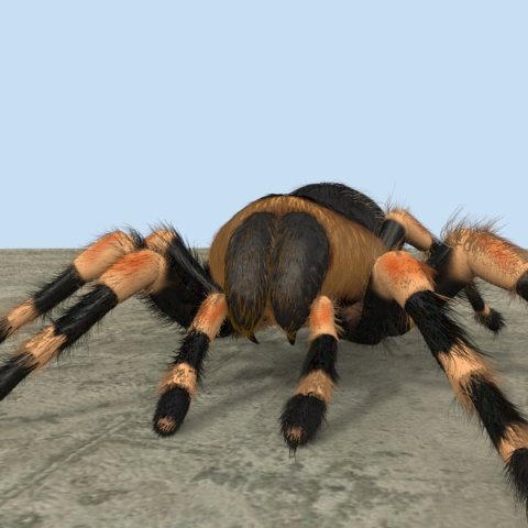 animated tarantula 3D Model in Spider 3DExport