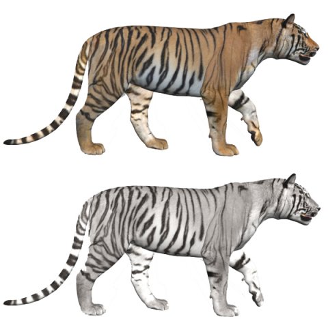 the ultimate cgi tiger 3D Model in Cat 3DExport