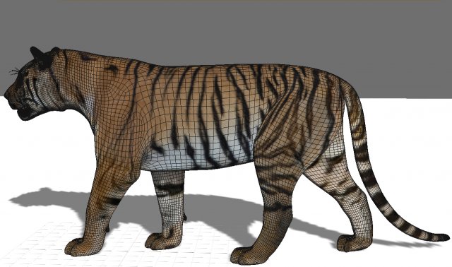 the ultimate cgi tiger 3D Model in Cat 3DExport