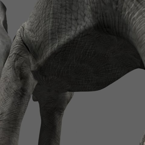 pro elephant - animated 3D Model in Elephant 3DExport