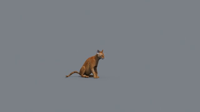 My Cat 8K - 3d animated model 3D Model in Cat 3DExport