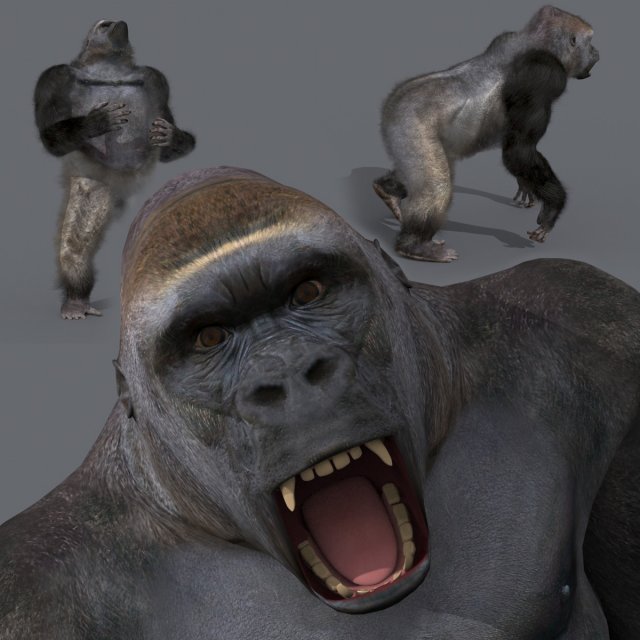King Kong Silverback Gorilla 8K- 3d animated 3D Модель in Дикая жизнь 3DExport