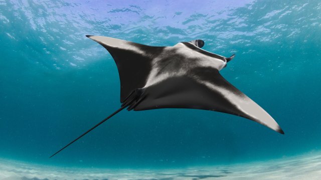 Manta Ray 8K- 3d animated 3D Model in Aquatic 3DExport