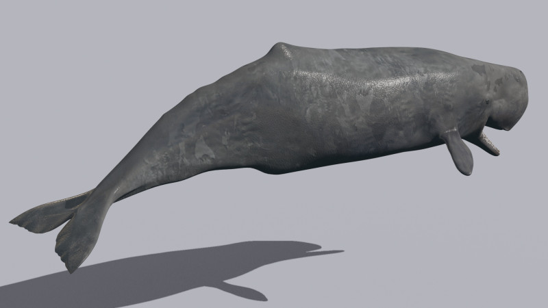 Photoreal Sperm Whale 8K - 3d animated 3D Model in Whale 3DExport