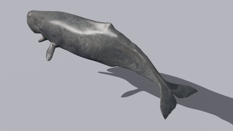 Photoreal Sperm Whale 8K - 3d animated 3D Model in Whale 3DExport
