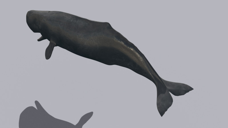 Photoreal Sperm Whale 8K - 3d animated 3D Model in Whale 3DExport