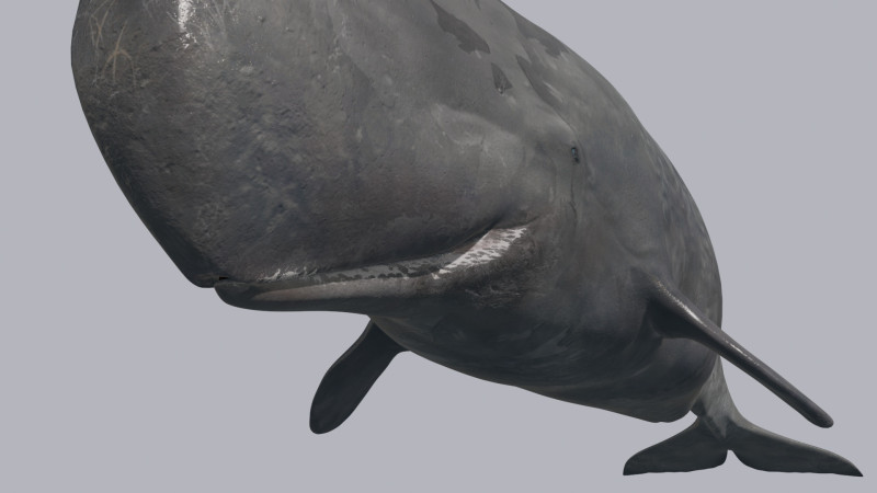Photoreal Sperm Whale 8K - 3d animated 3D Model in Whale 3DExport