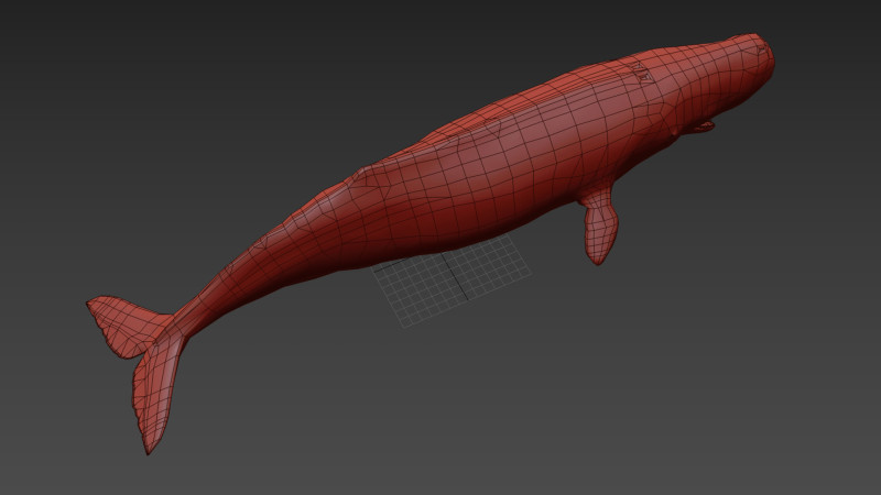 Photoreal Sperm Whale 8K - 3d animated 3D Model in Whale 3DExport